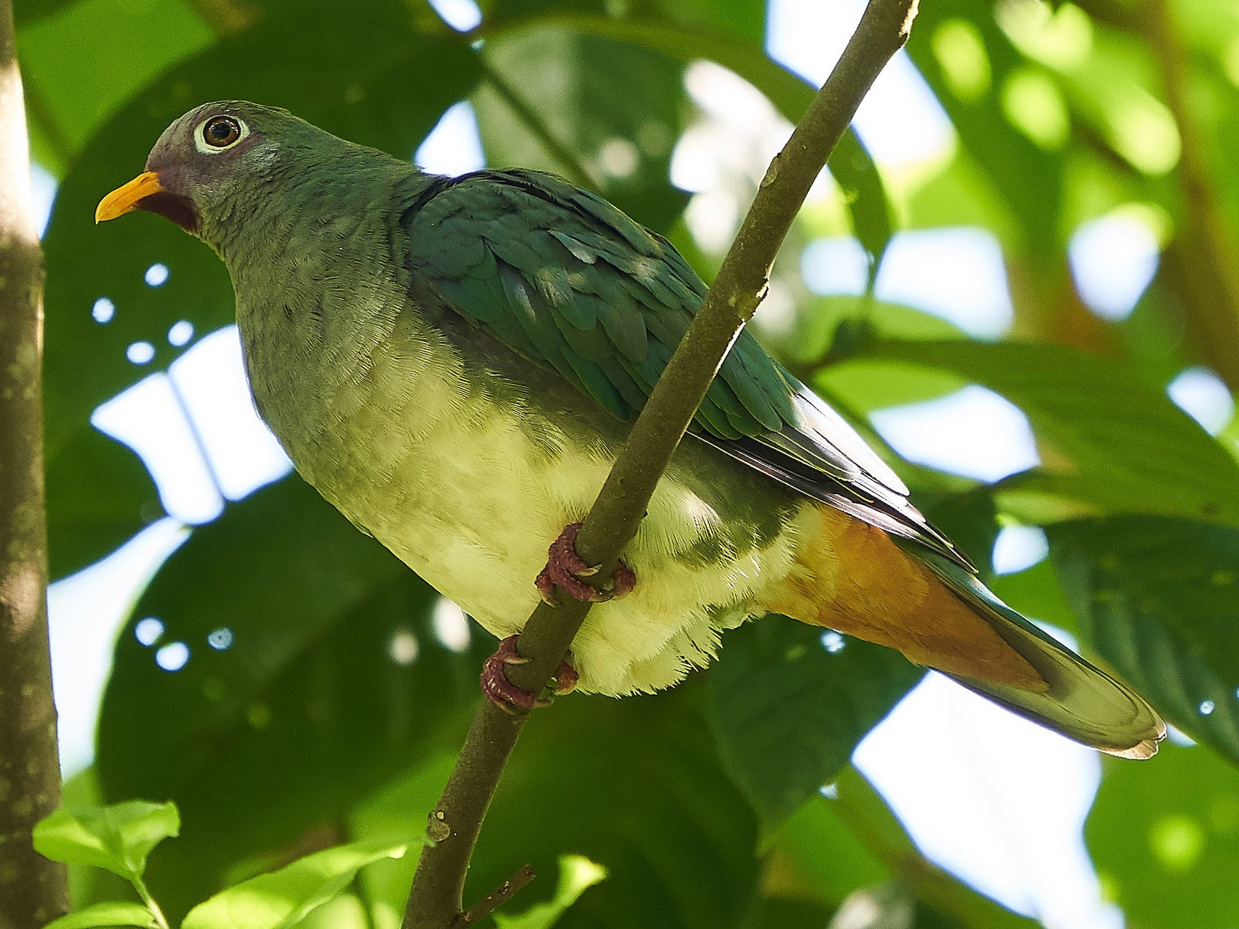 Jambu Fruit-Dove - eBird