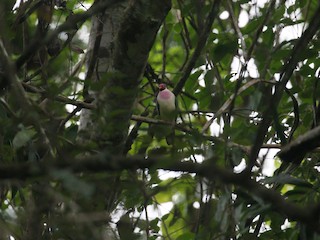 Jambu Fruit-Dove - eBird