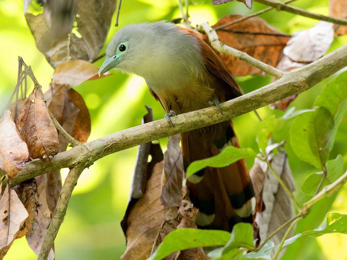 Raffles's Malkoha - eBird