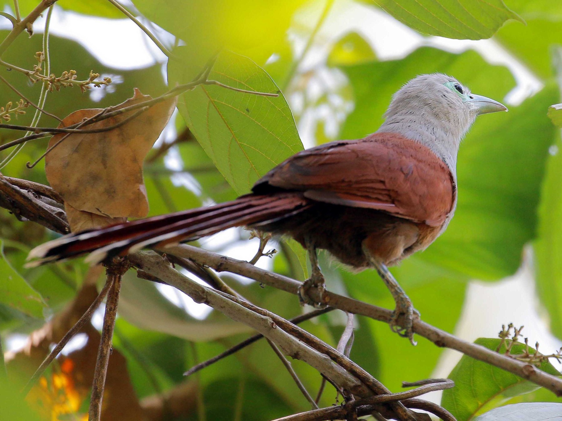 Raffles's Malkoha - eBird