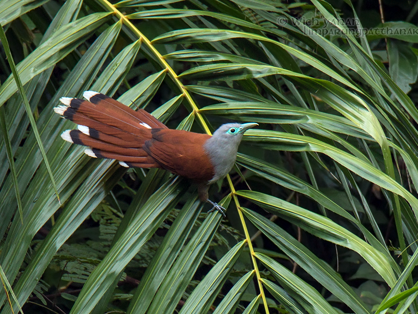 Raffles's Malkoha - eBird