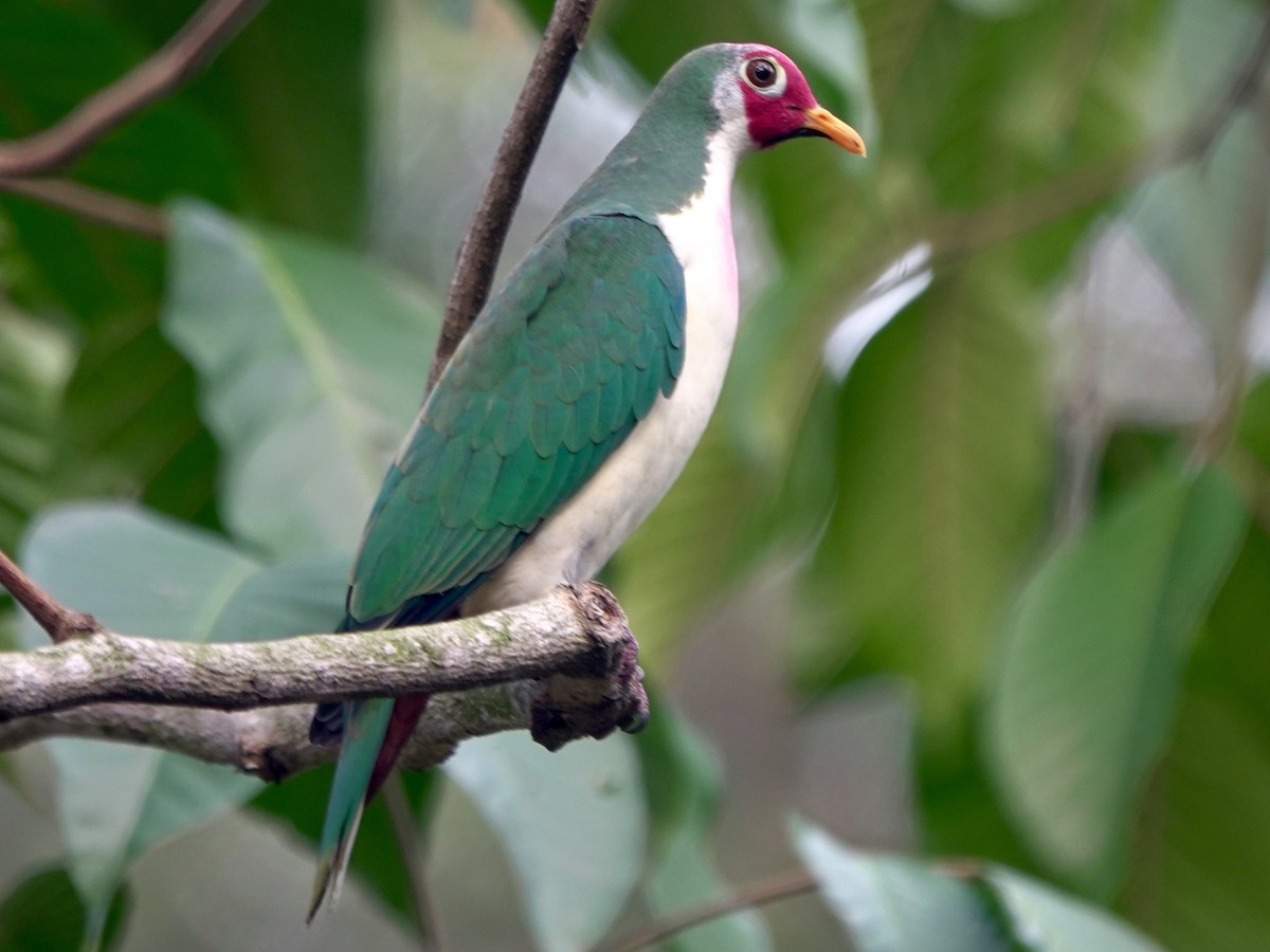 Jambu Fruit-Dove - Ramphiculus jambu - Birds of the World