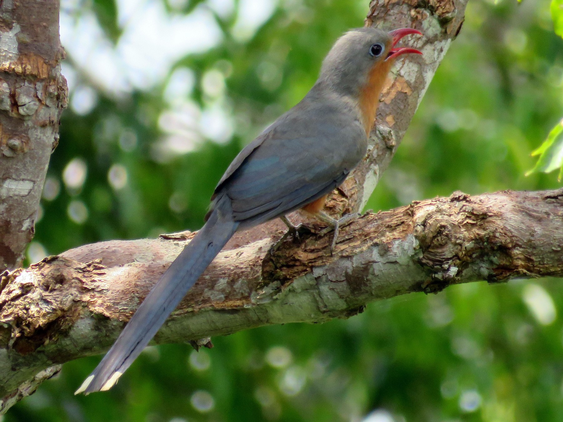 Red-billed Malkoha - eBird