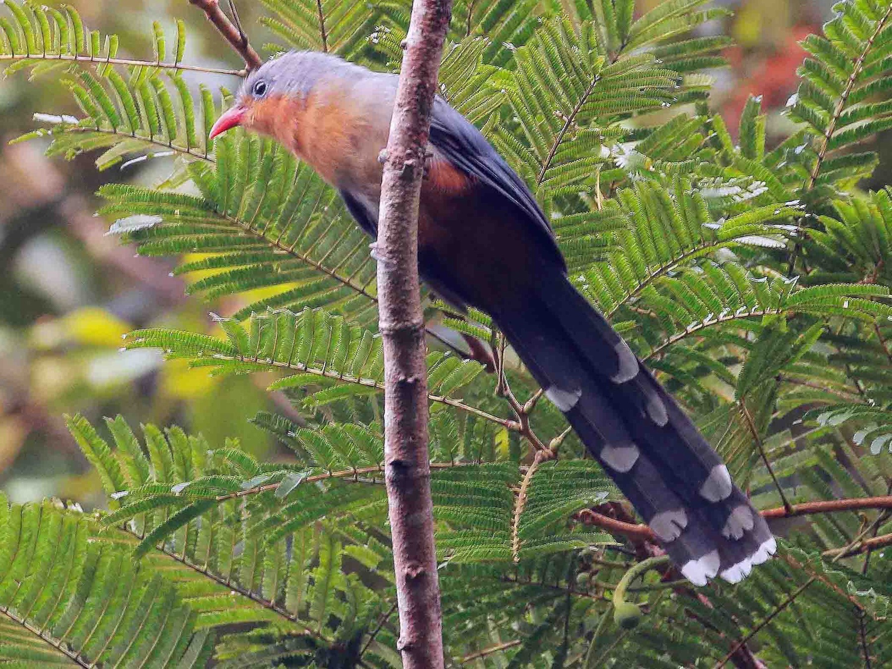 Malcoha javanais - eBird