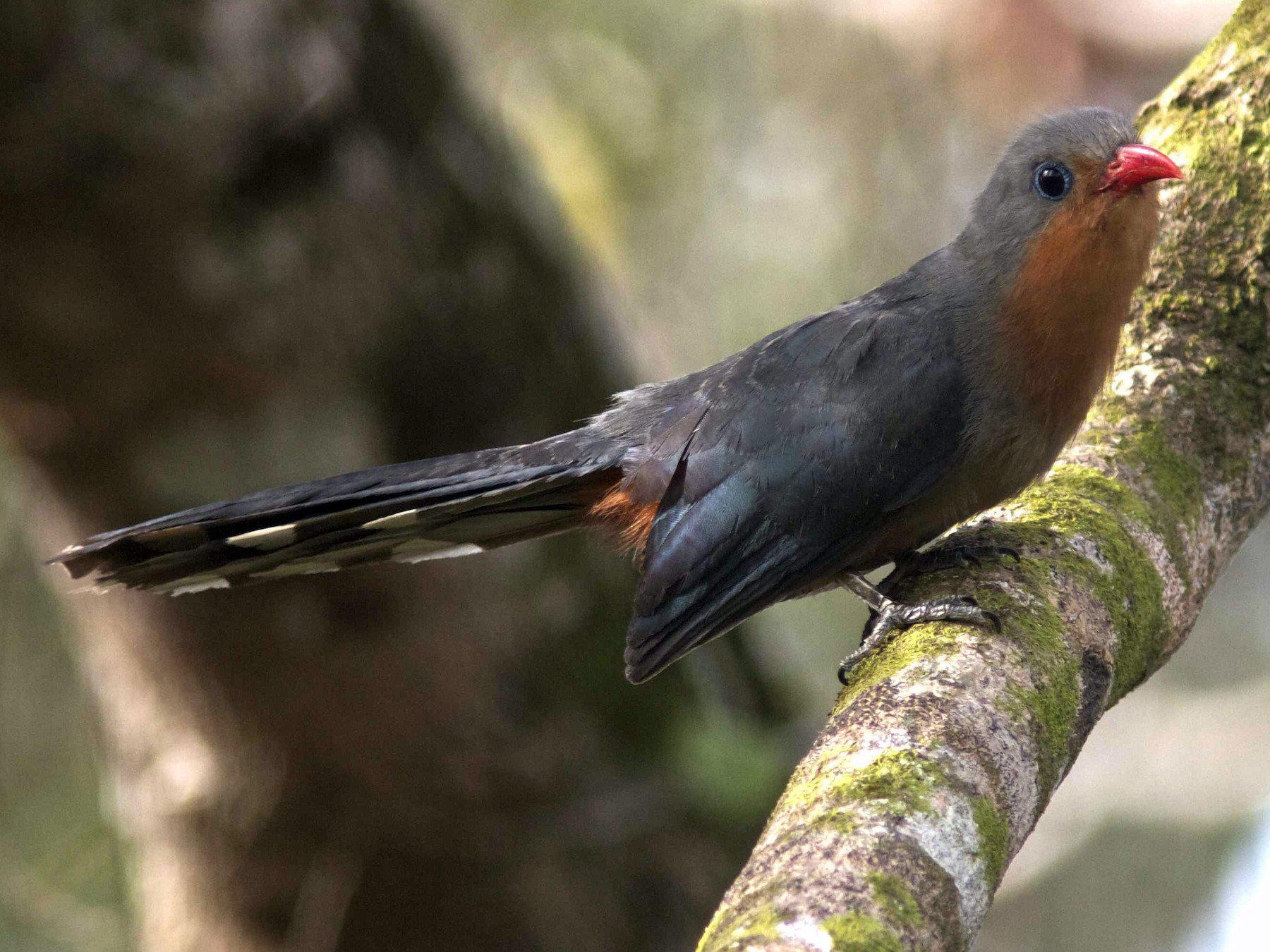 Red-billed Malkoha - eBird