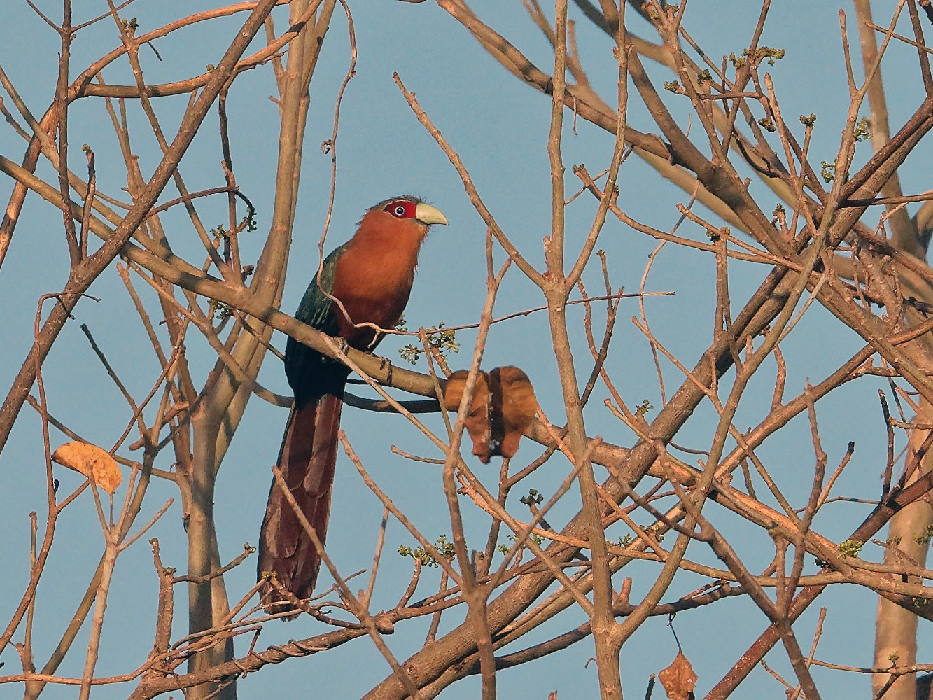 Chestnut-breasted Malkoha - eBird