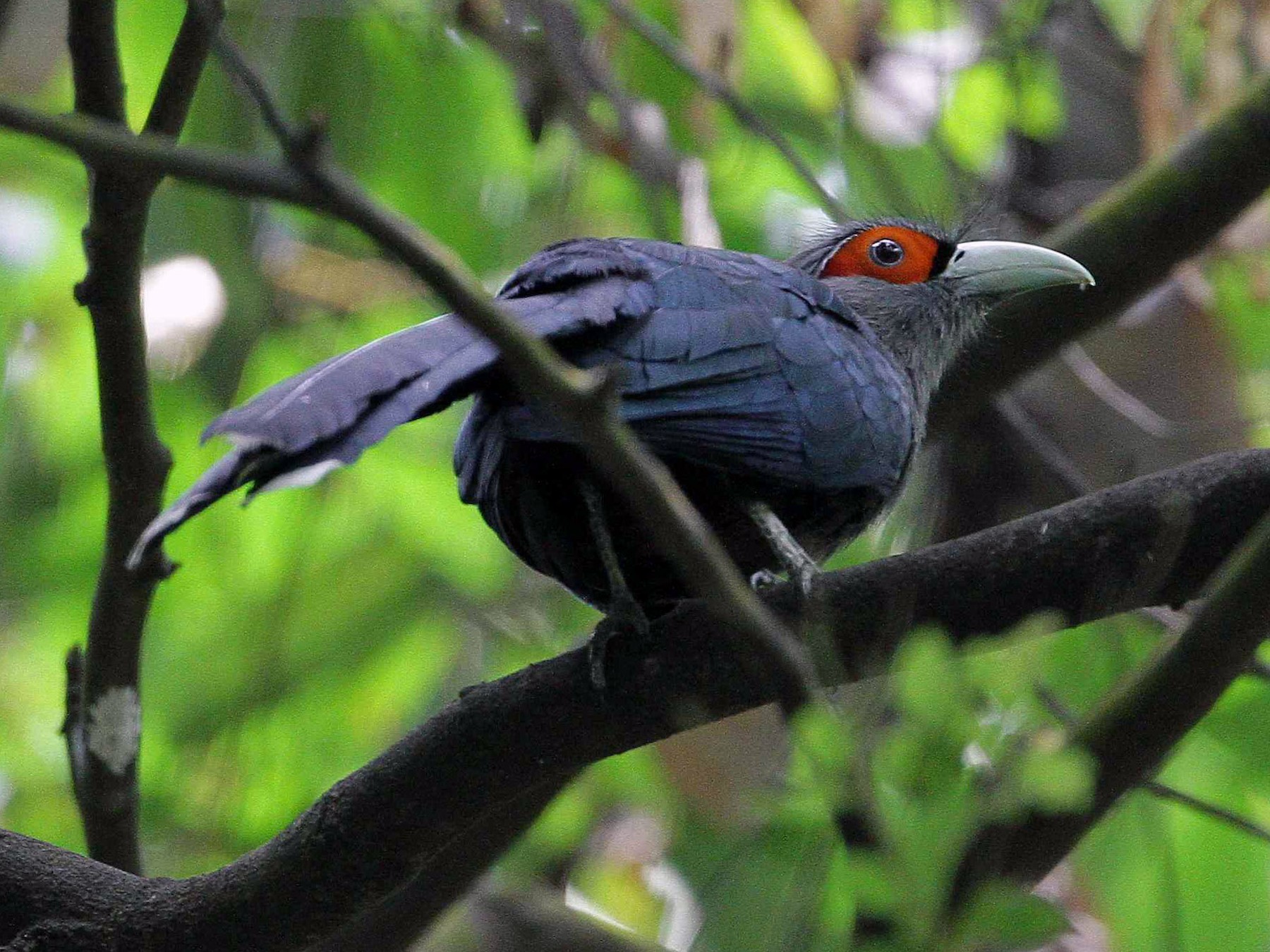 Chestnut-bellied Malkoha - eBird