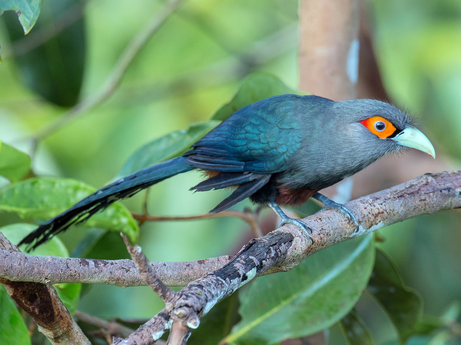 Chestnut-bellied Malkoha - eBird