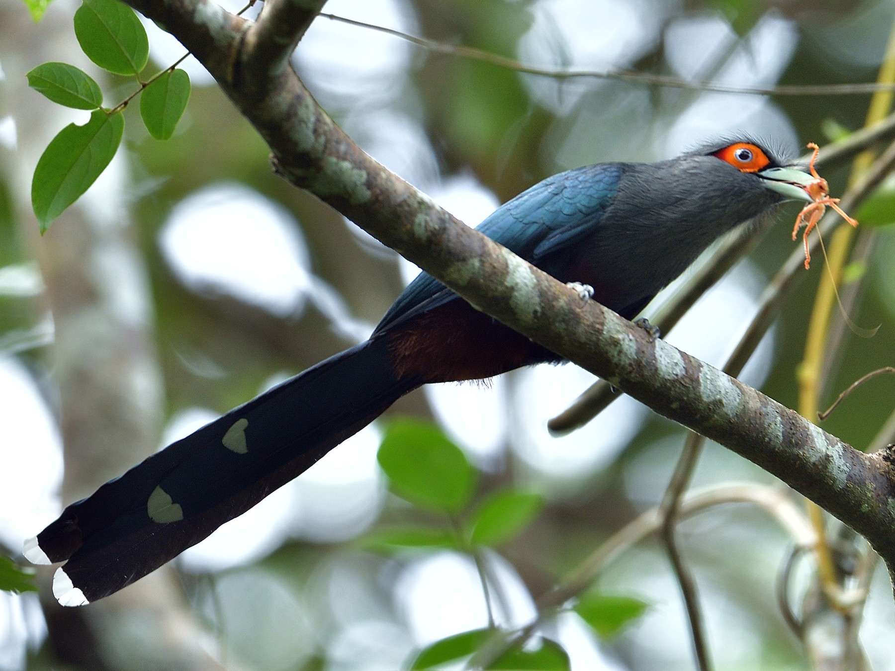 Chestnut-bellied Malkoha - eBird