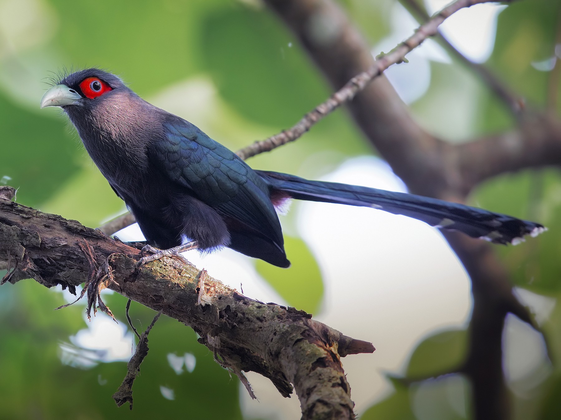 Chestnut-bellied Malkoha - eBird