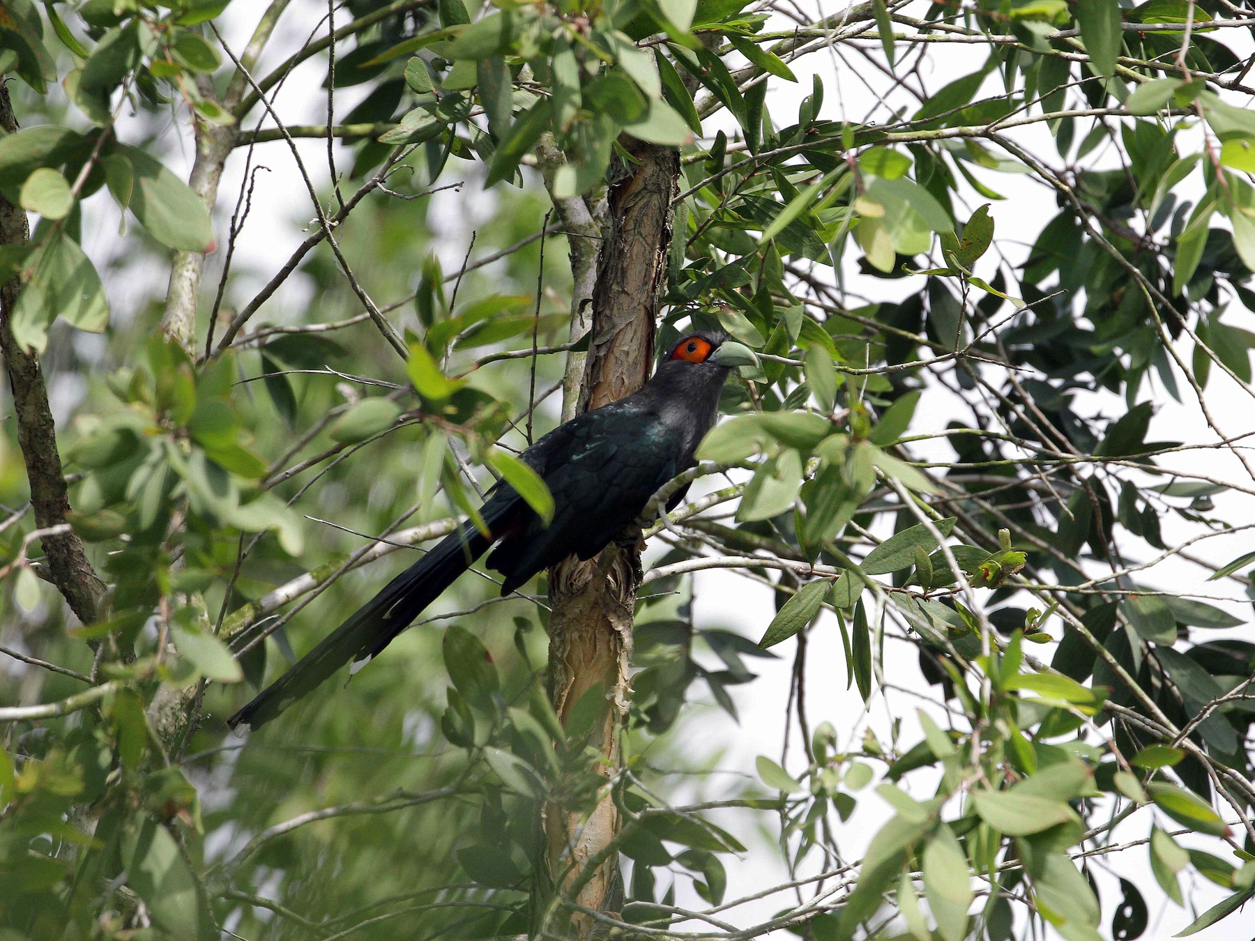 Chestnut-bellied Malkoha - eBird