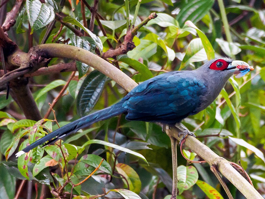 Black-bellied Malkoha - eBird