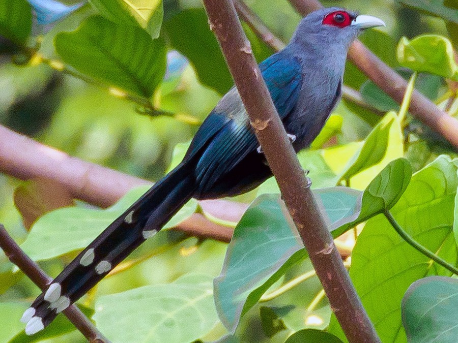 Black-bellied Malkoha - eBird