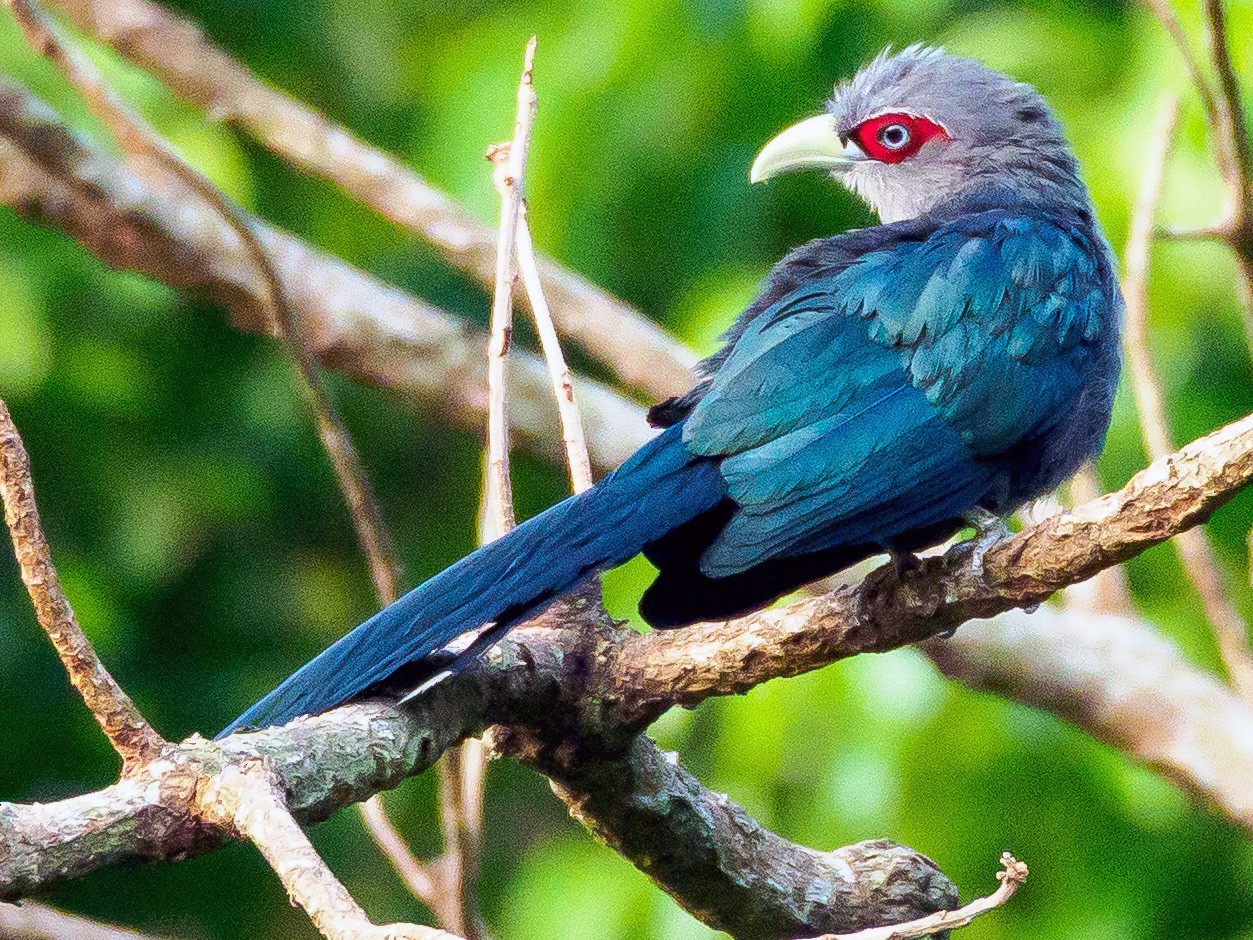 Black-bellied Malkoha - eBird