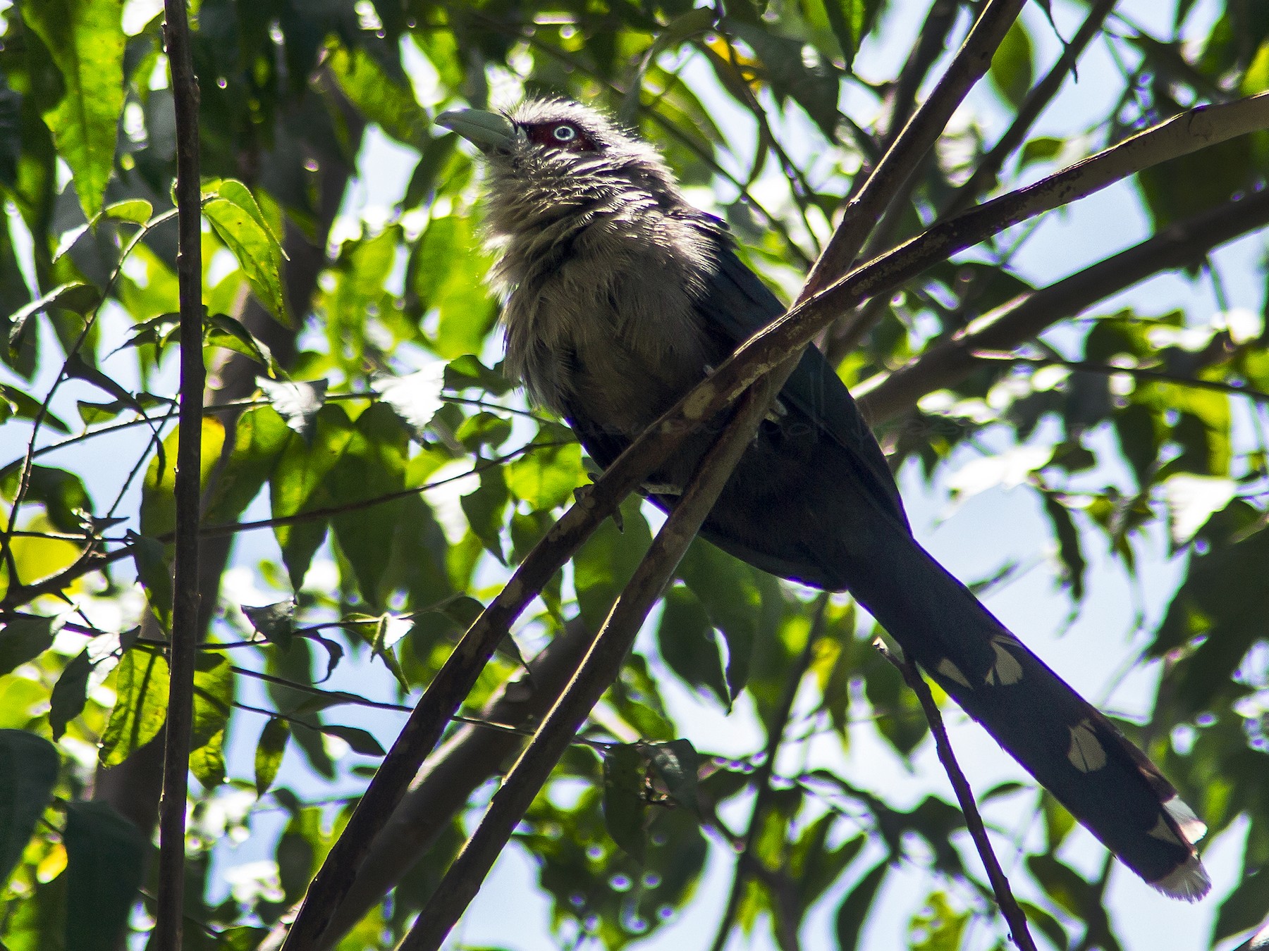Black-bellied Malkoha - eBird