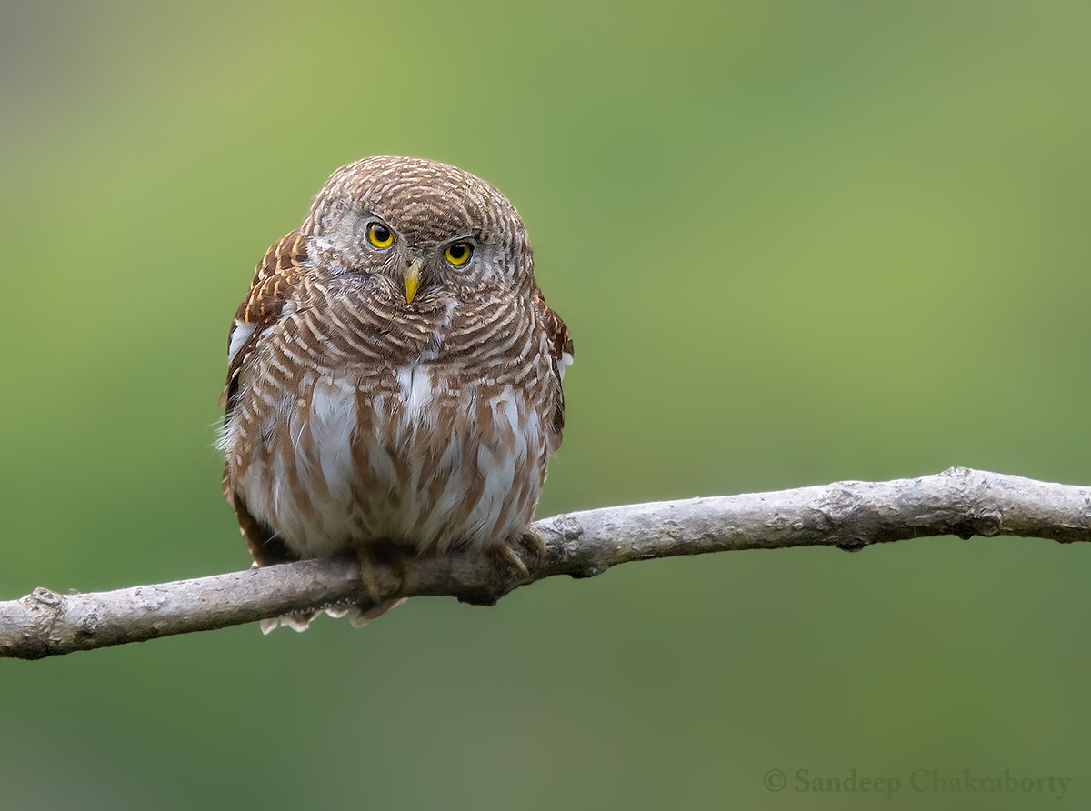 eBird Checklist - 25 Mar 2020 - Mahananda WLS--Rongtong and Shivakhola ...