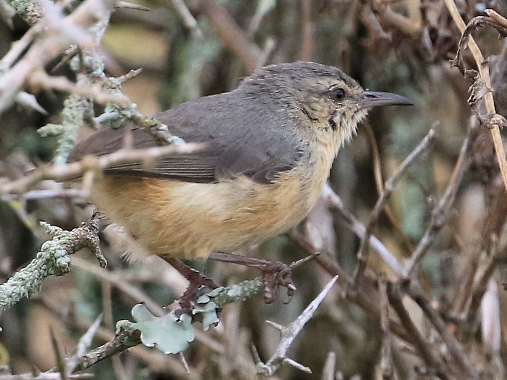 Cape Crombec - eBird