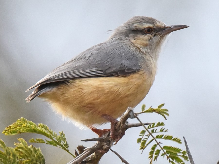 Long-billed Crombec - eBird