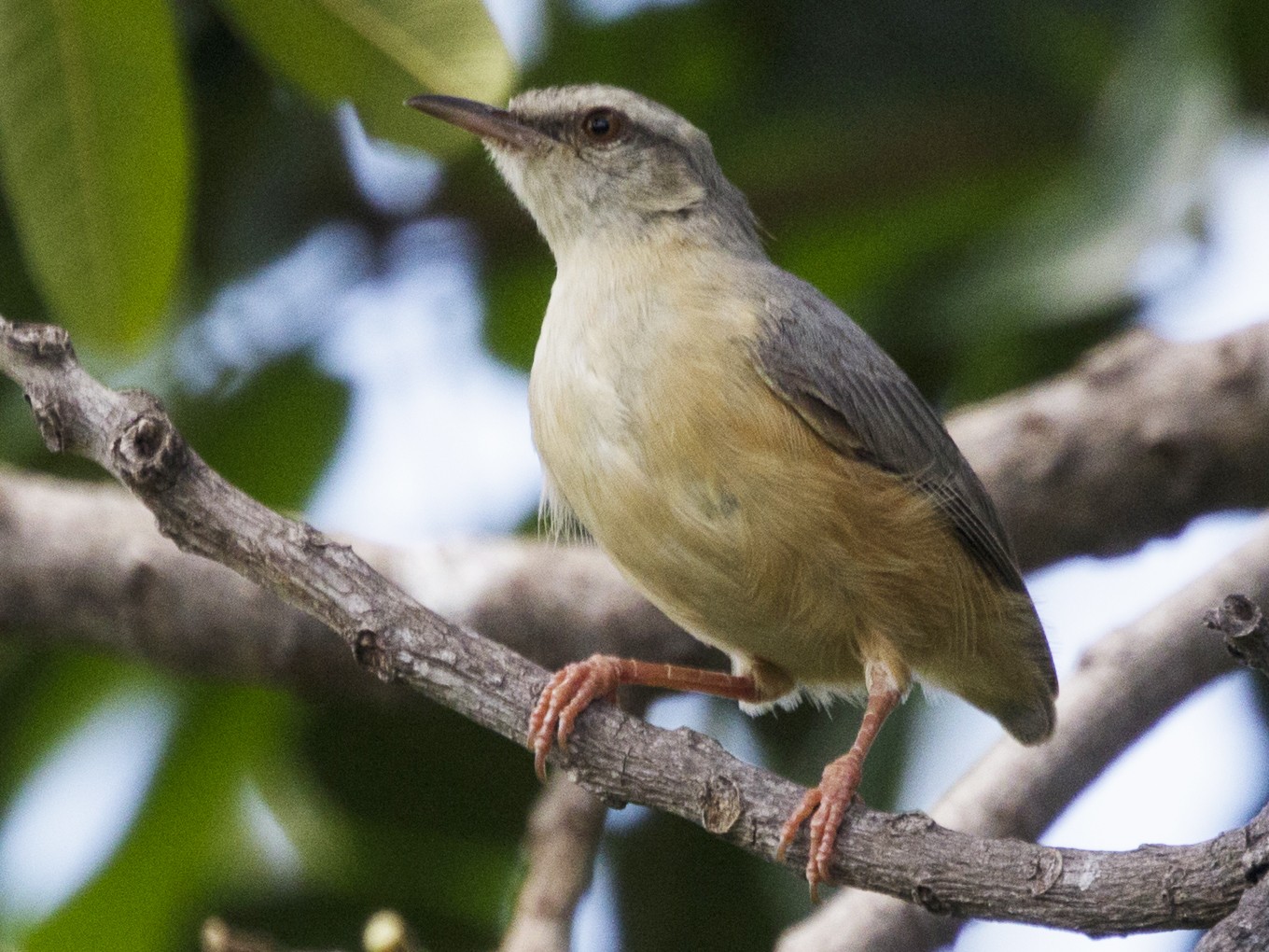Cape Crombec - eBird