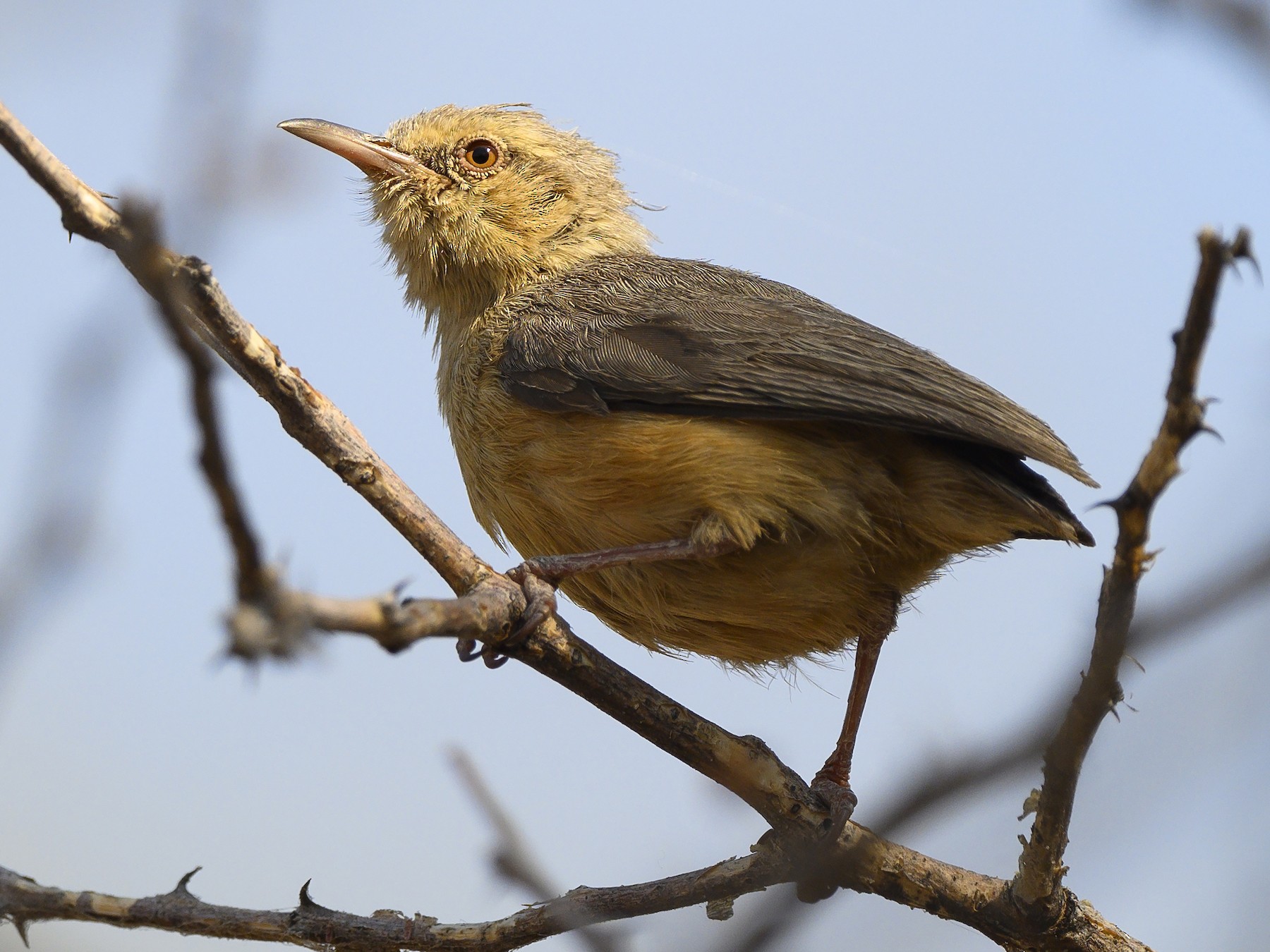 Cape Crombec - eBird