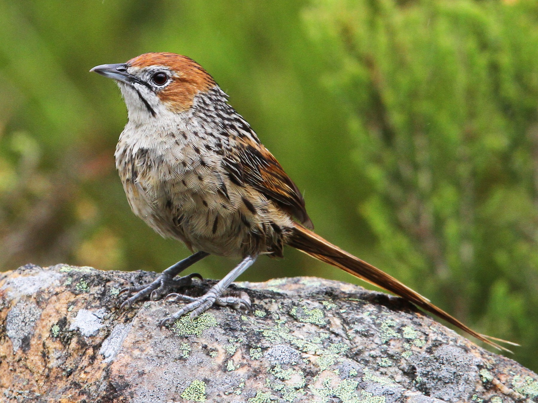Cape Grassbird - eBird