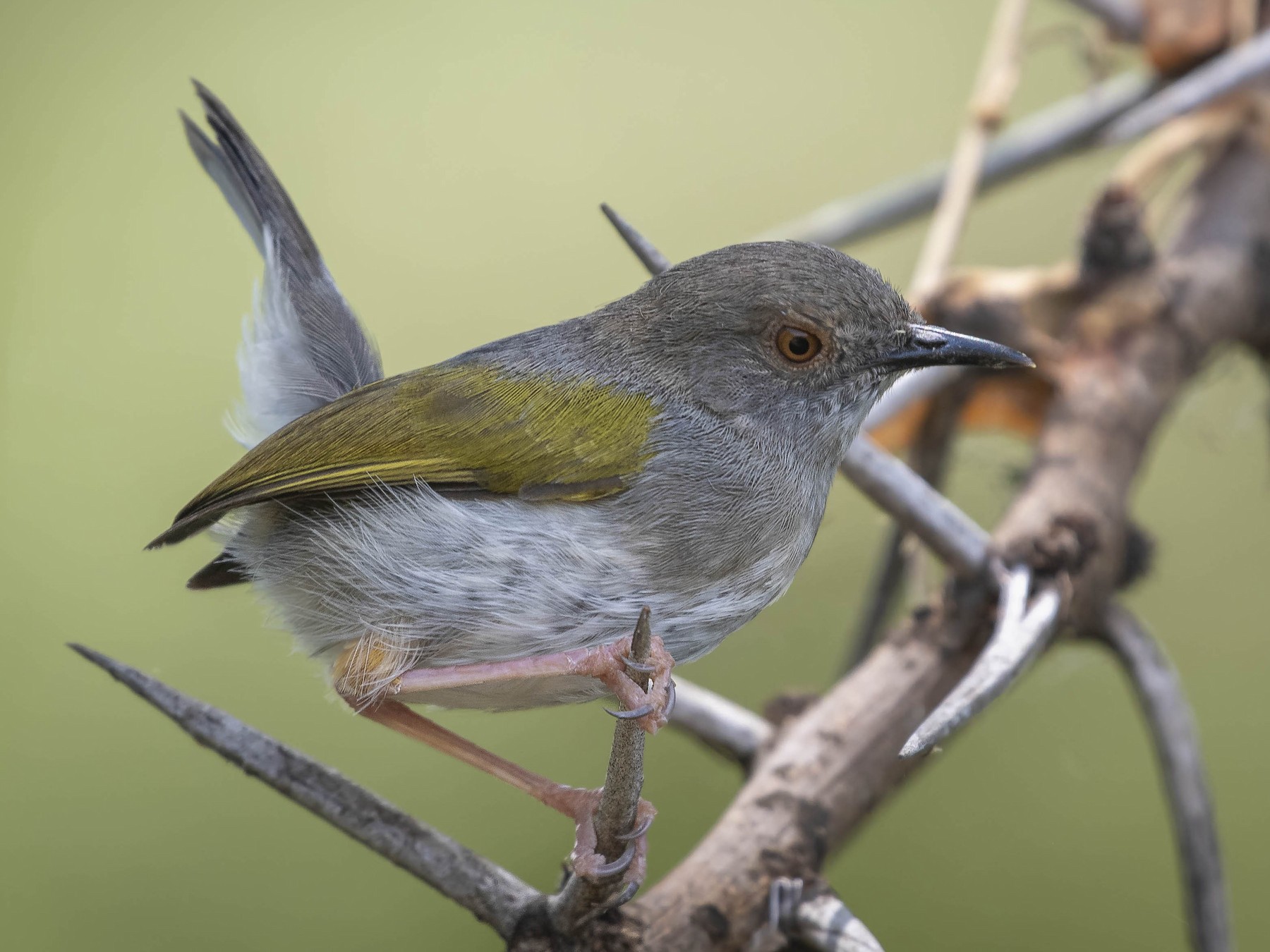 Green-backed Camaroptera - eBird