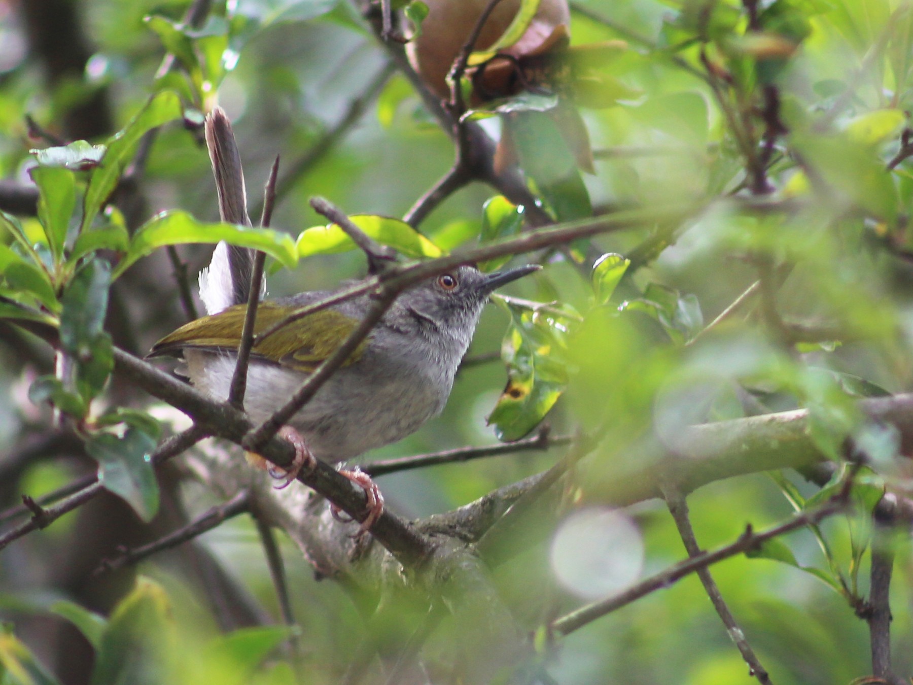 Camaróptera Baladora - eBird