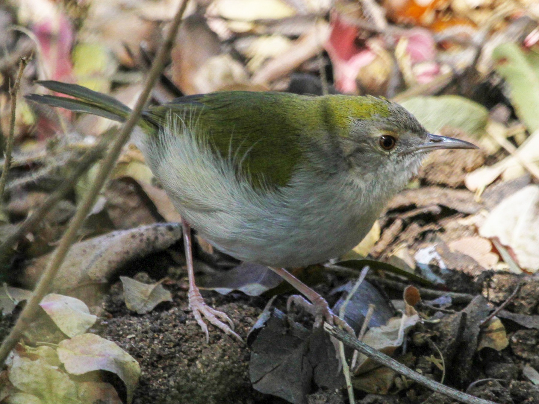 Green-backed Camaroptera - eBird