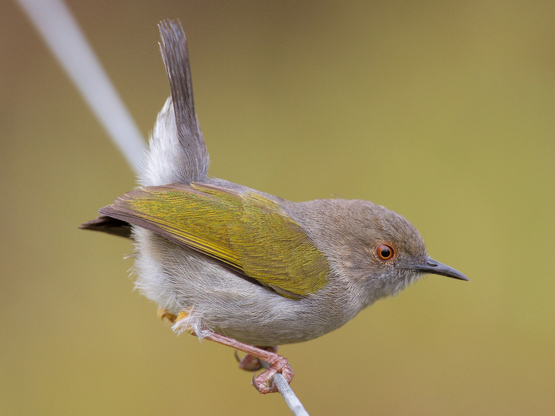 Green-backed Camaroptera - eBird