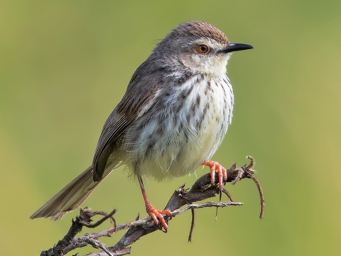 Karoo Prinia - eBird