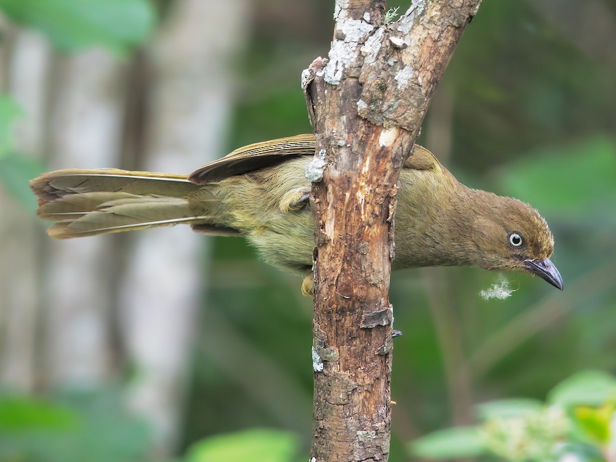 Sombre Greenbul - eBird