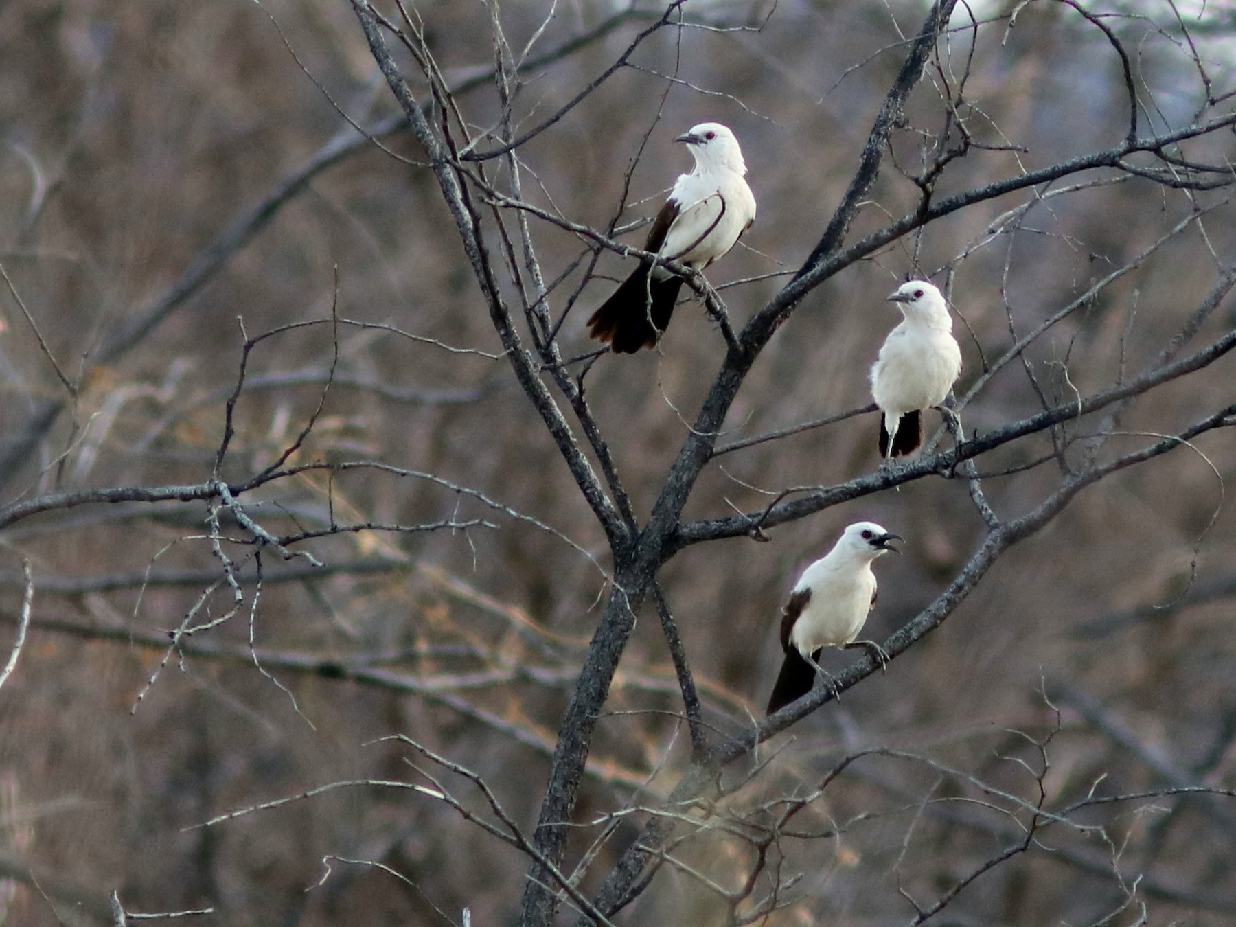 Southern Pied-Babbler - eBird