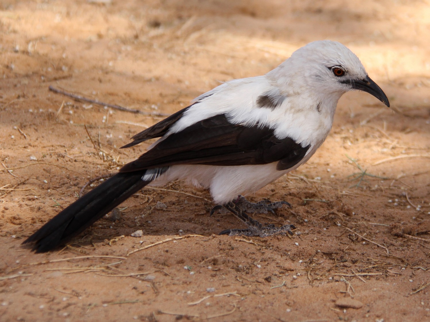 Southern Pied-Babbler - eBird