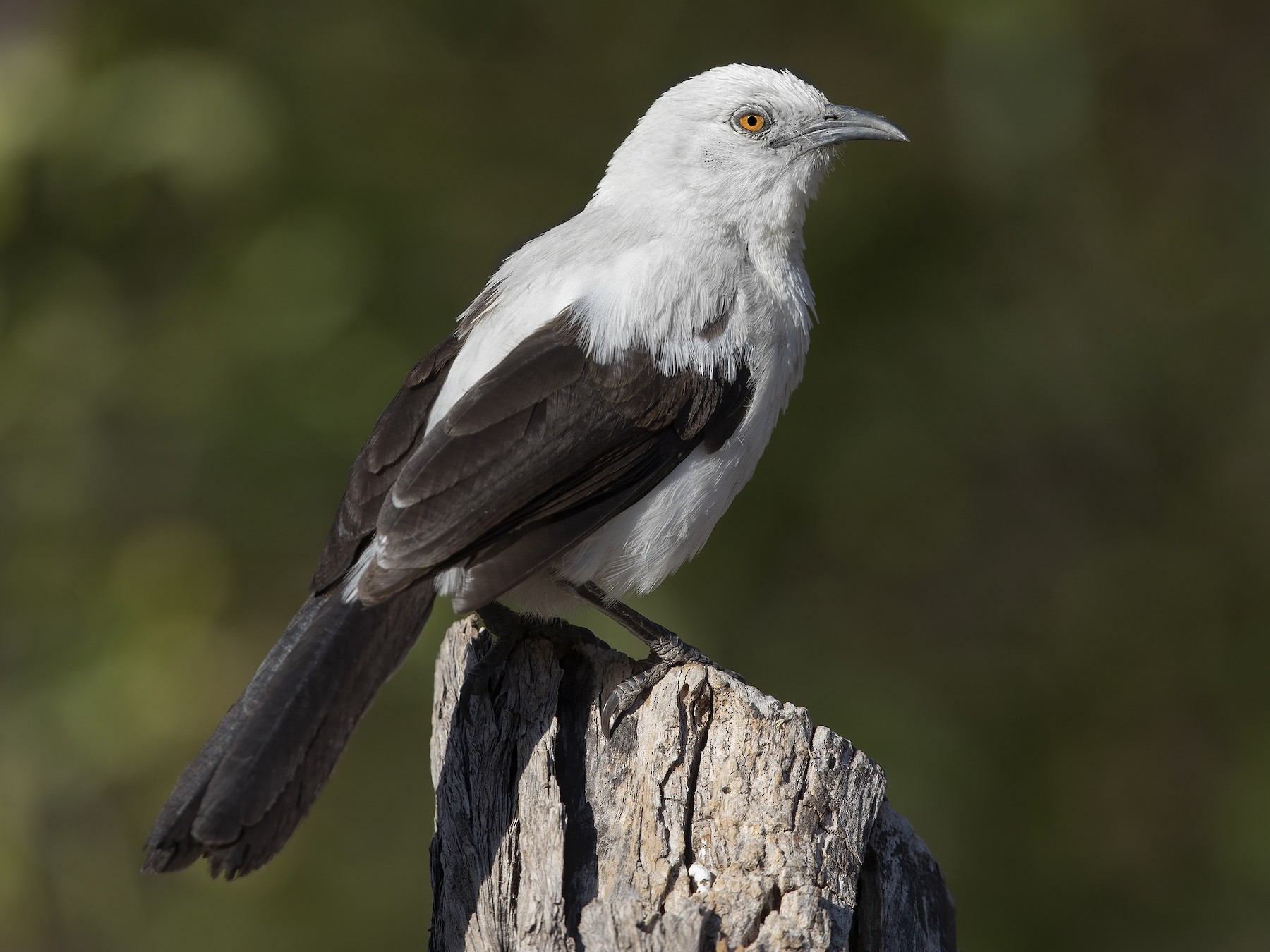 Southern Pied-Babbler - eBird