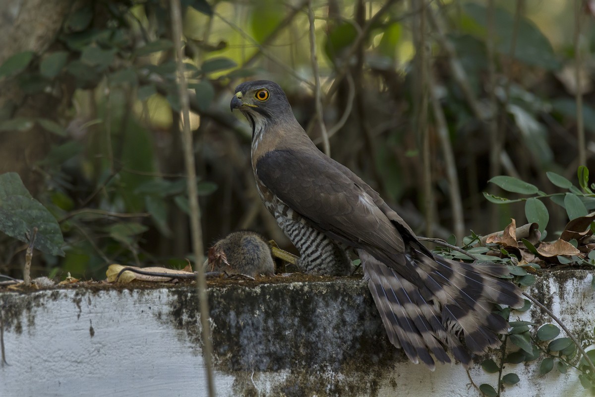 eBird Checklist - 31 Mar 2020 - Vattappoyil - 21 species