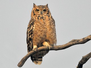 アフリカワシミミズク - eBird