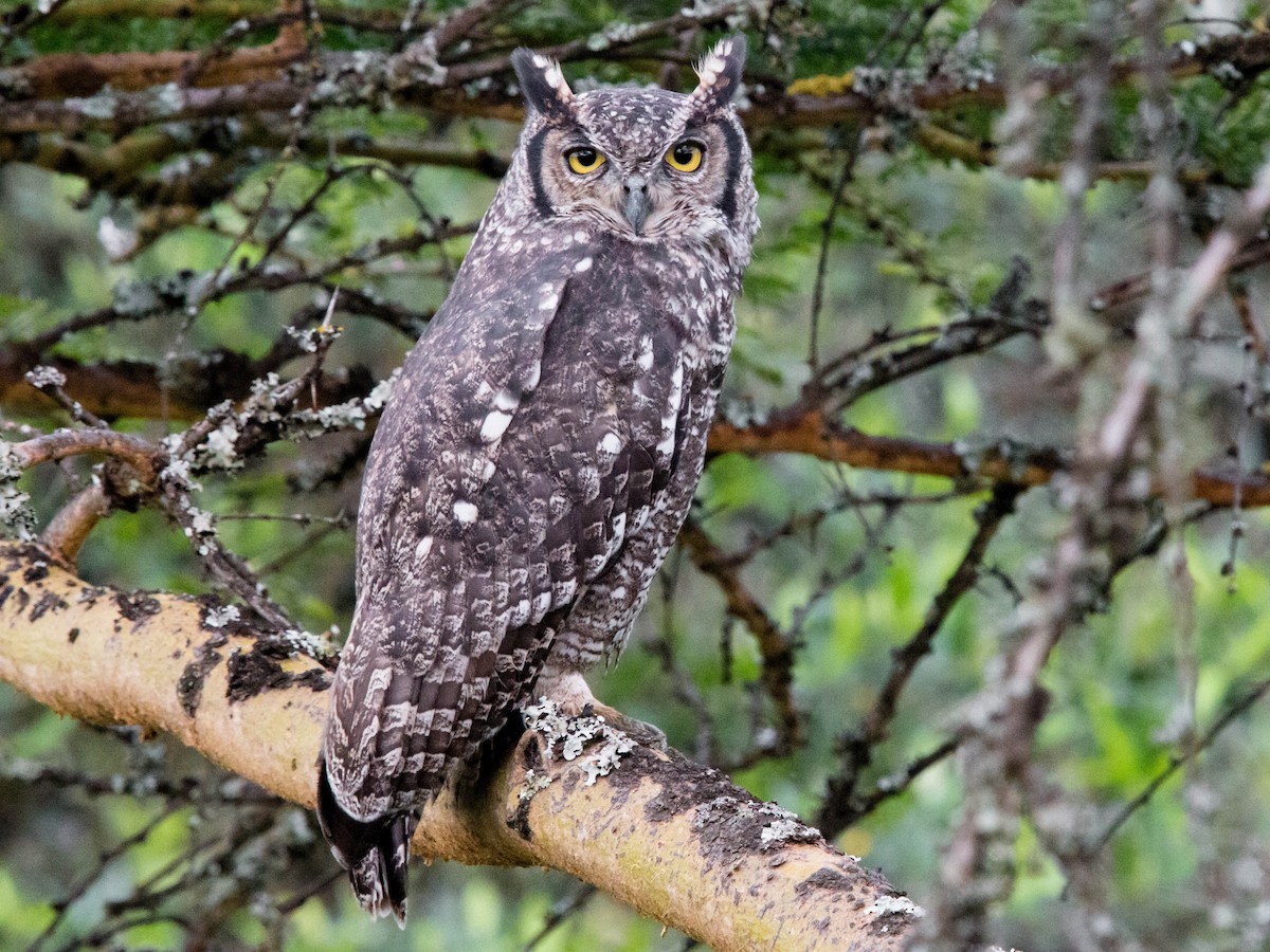 Spotted Eagle-Owl - Bubo africanus - Birds of the World