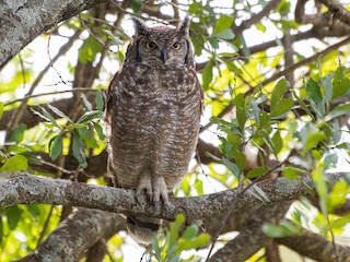 Spotted Eagle-Owl - eBird