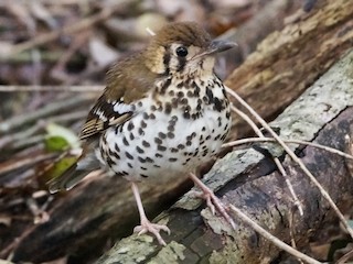 Spotted Ground-Thrush - eBird