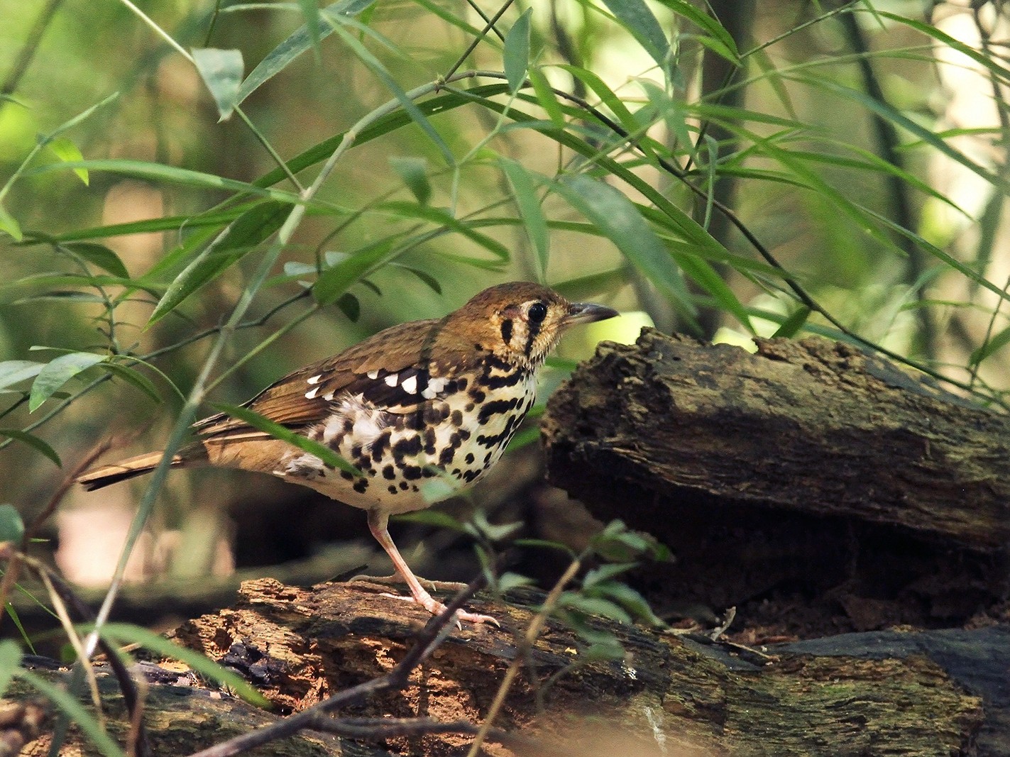 Spotted Ground-Thrush - eBird