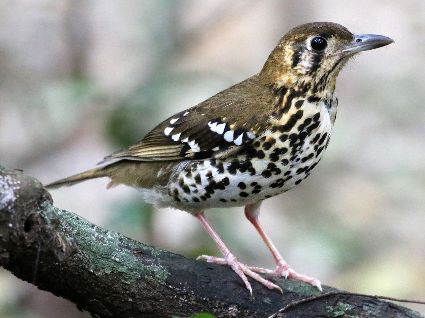 Spotted Ground-Thrush - eBird