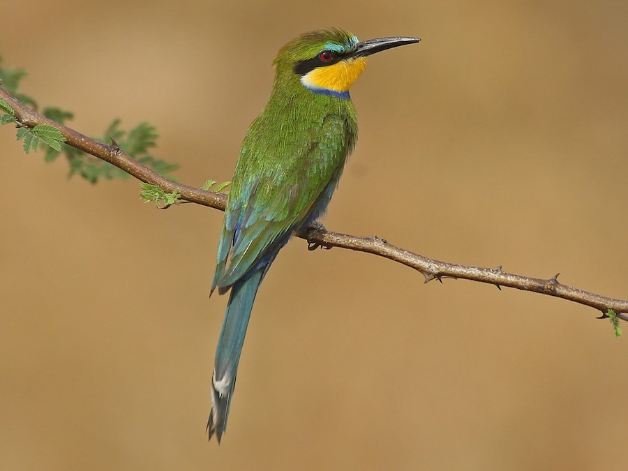 Swallow-tailed Bee-eater - eBird