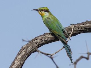 Swallow-tailed Bee-eater - eBird