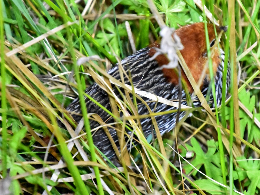 Striped Flufftail - eBird