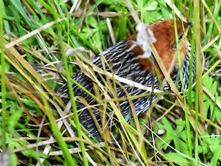 Striped Flufftail - eBird