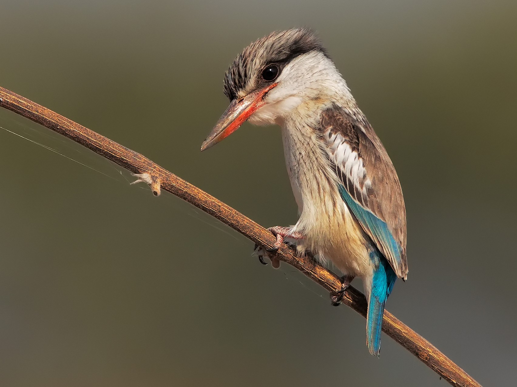 Striped Kingfisher