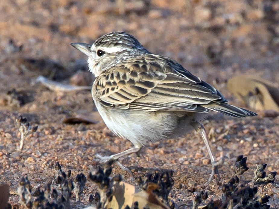 Stark's Lark - eBird