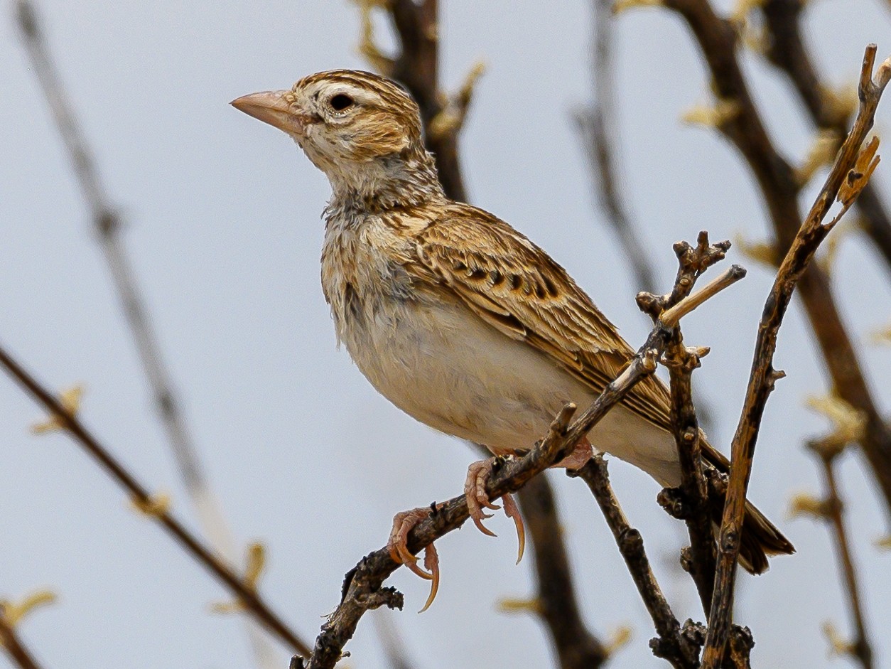Stark's Lark - eBird