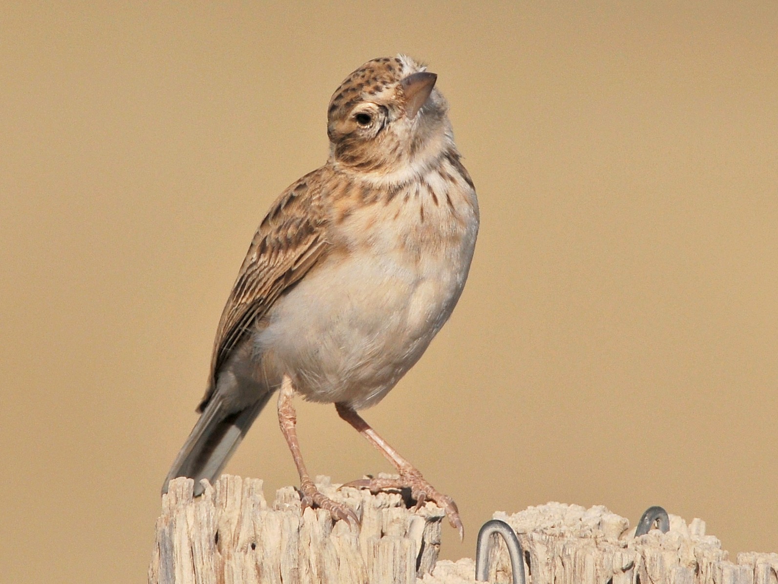 Stark's Lark - eBird