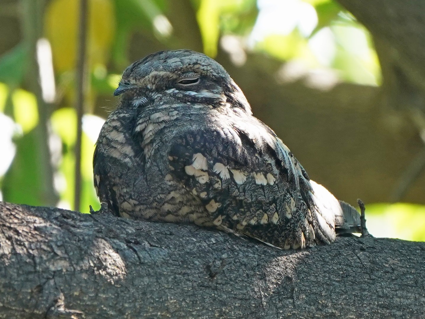 Square-tailed Nightjar - eBird